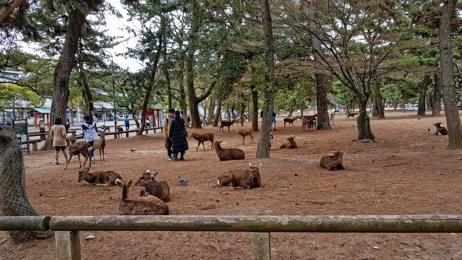Ciervos de Nara: guía para una experiencia única en Japón